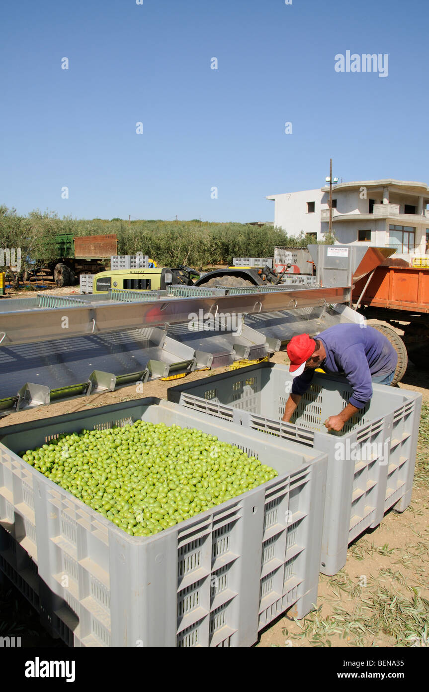 Sorting olives hi-res stock photography and images - Alamy