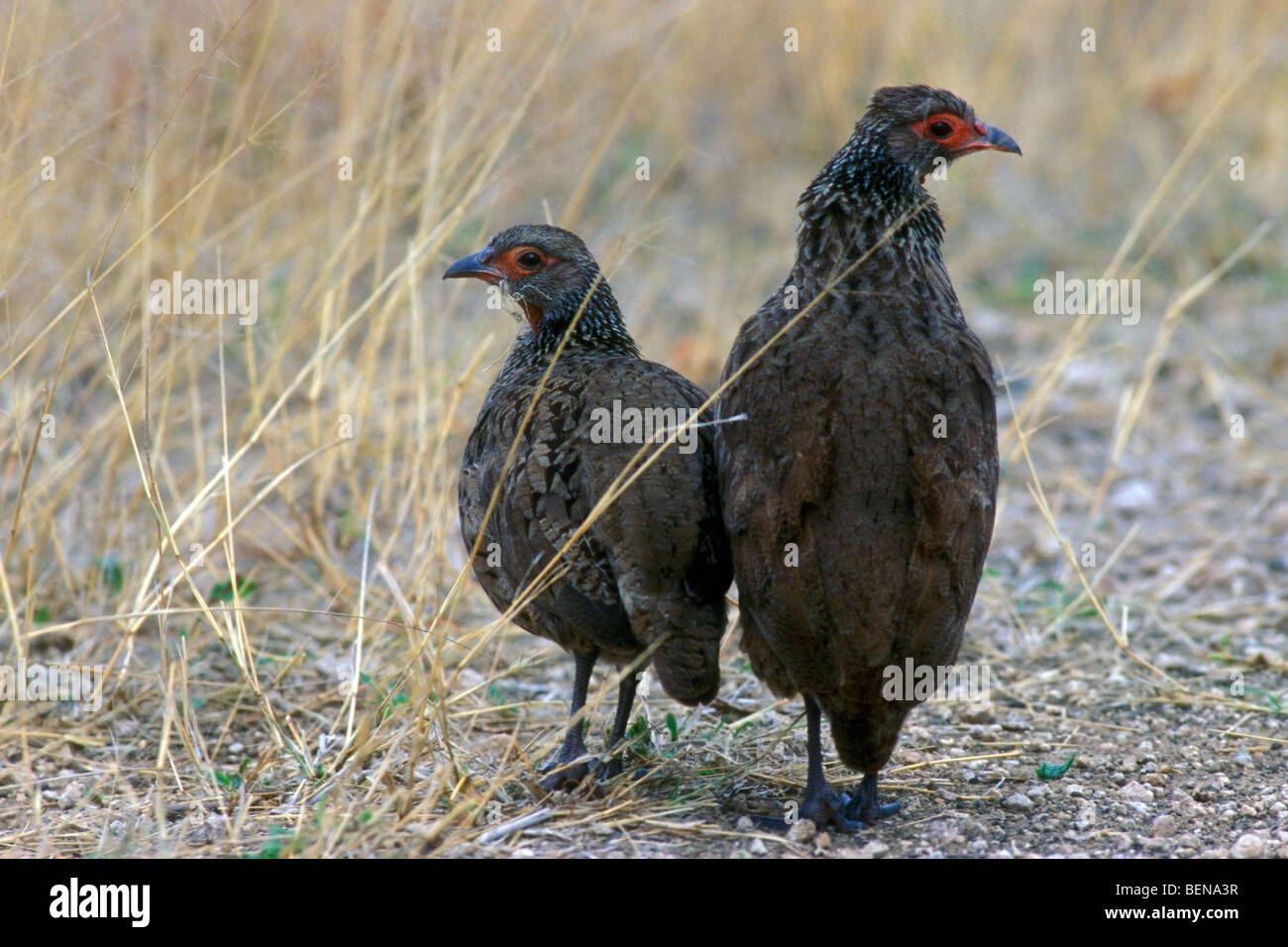 Swainsons Francolins Stock Photos & Swainsons Francolins Stock Images ...