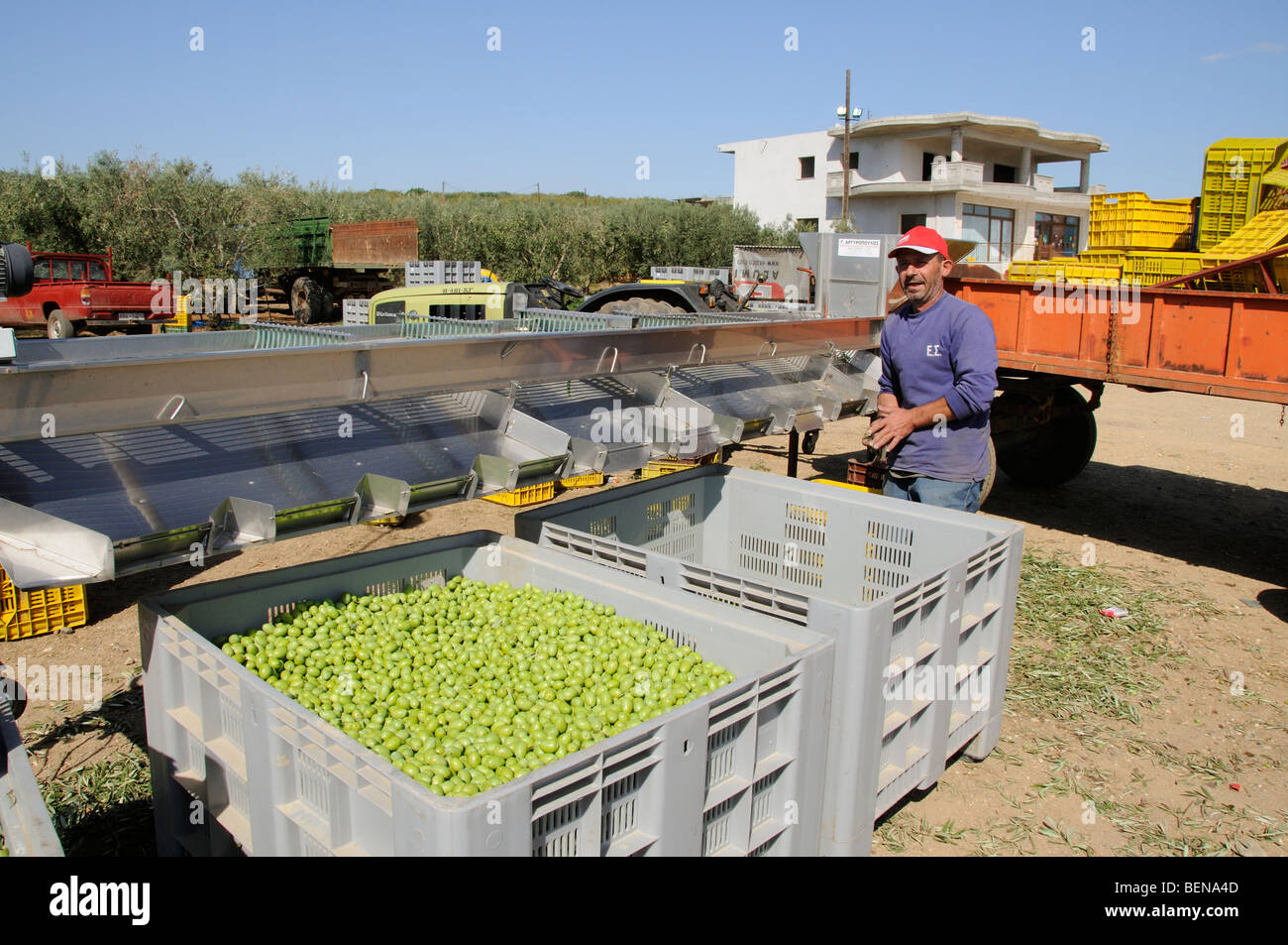 Sorting olives hi-res stock photography and images - Alamy