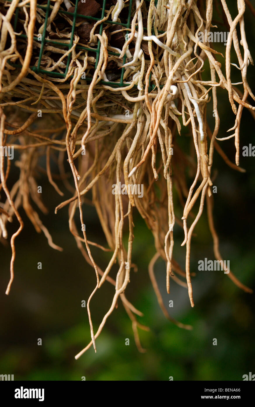 Orchid air roots hi-res stock photography and images - Alamy