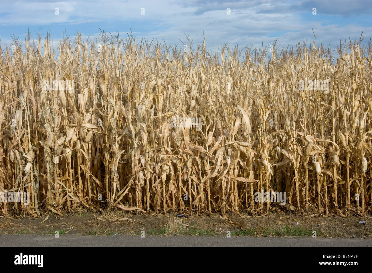 Corn rows growing on rural farm Stock Photo - Alamy