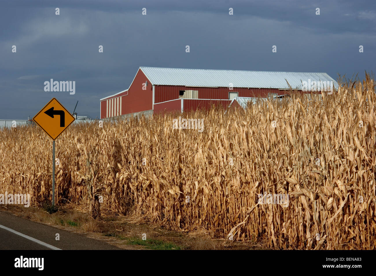 Corn rows growing on rural farm Stock Photo - Alamy