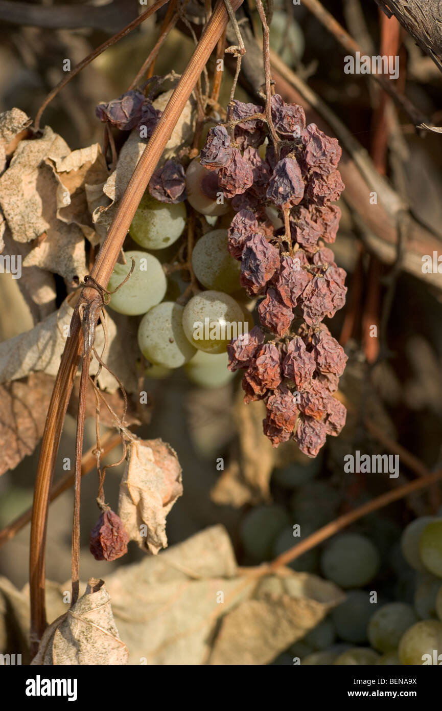 Niagara Grapes on the Vine ready for harvest Stock Photo - Alamy