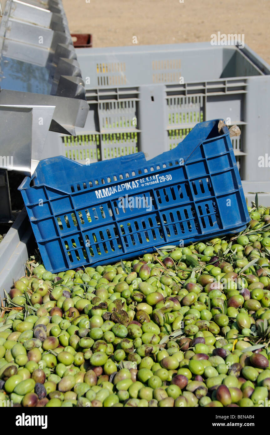 Olives boxes hi-res stock photography and images - Alamy