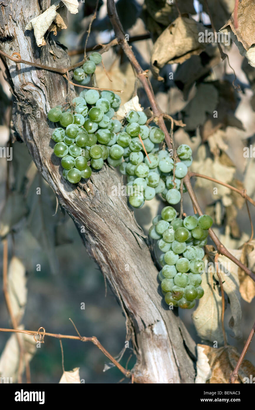 Niagara Grapes on the Vine ready for harvest Stock Photo - Alamy