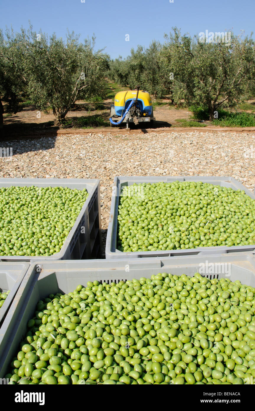 Green olives await sorting at harvest time on a Greek olive farm ...