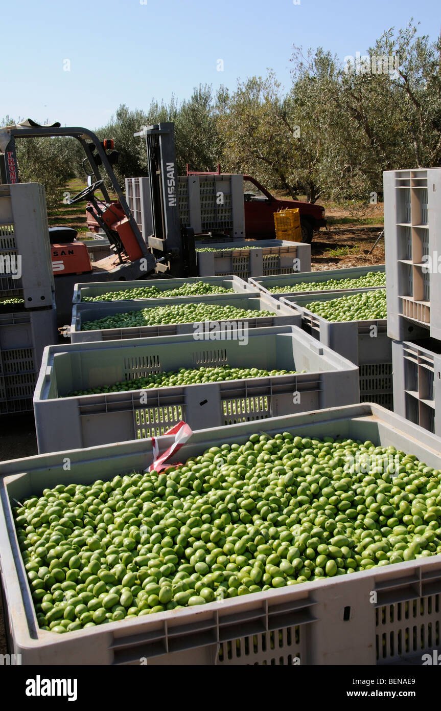 Olives boxes hi-res stock photography and images - Alamy