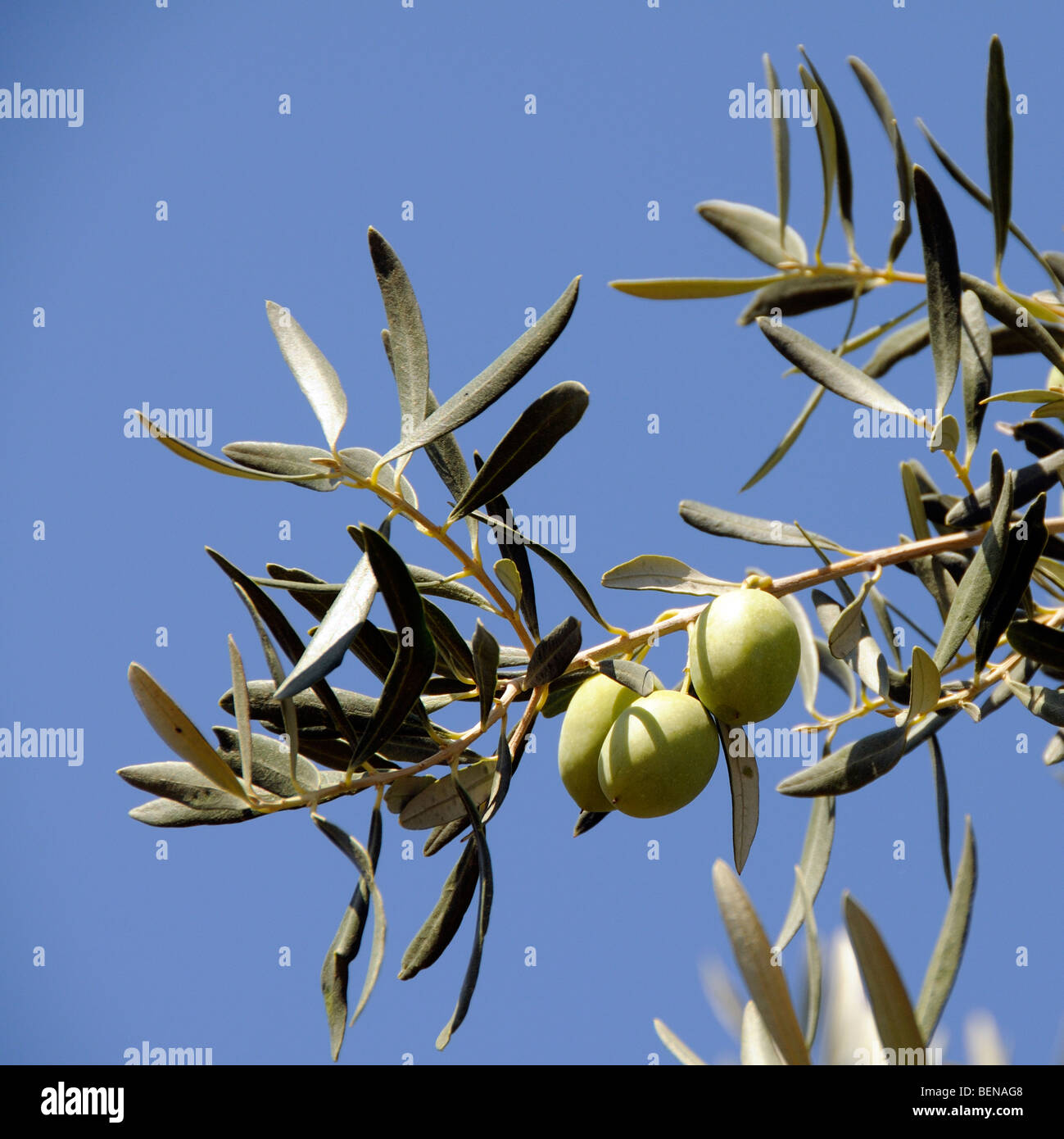 Olives growing on a tree hi-res stock photography and images - Alamy