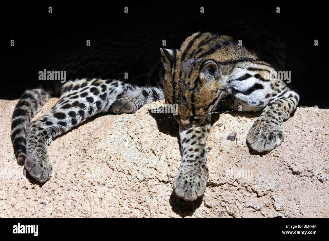 Ocelot (Leopardus pardalis / Felis pardalis), native to South and ...