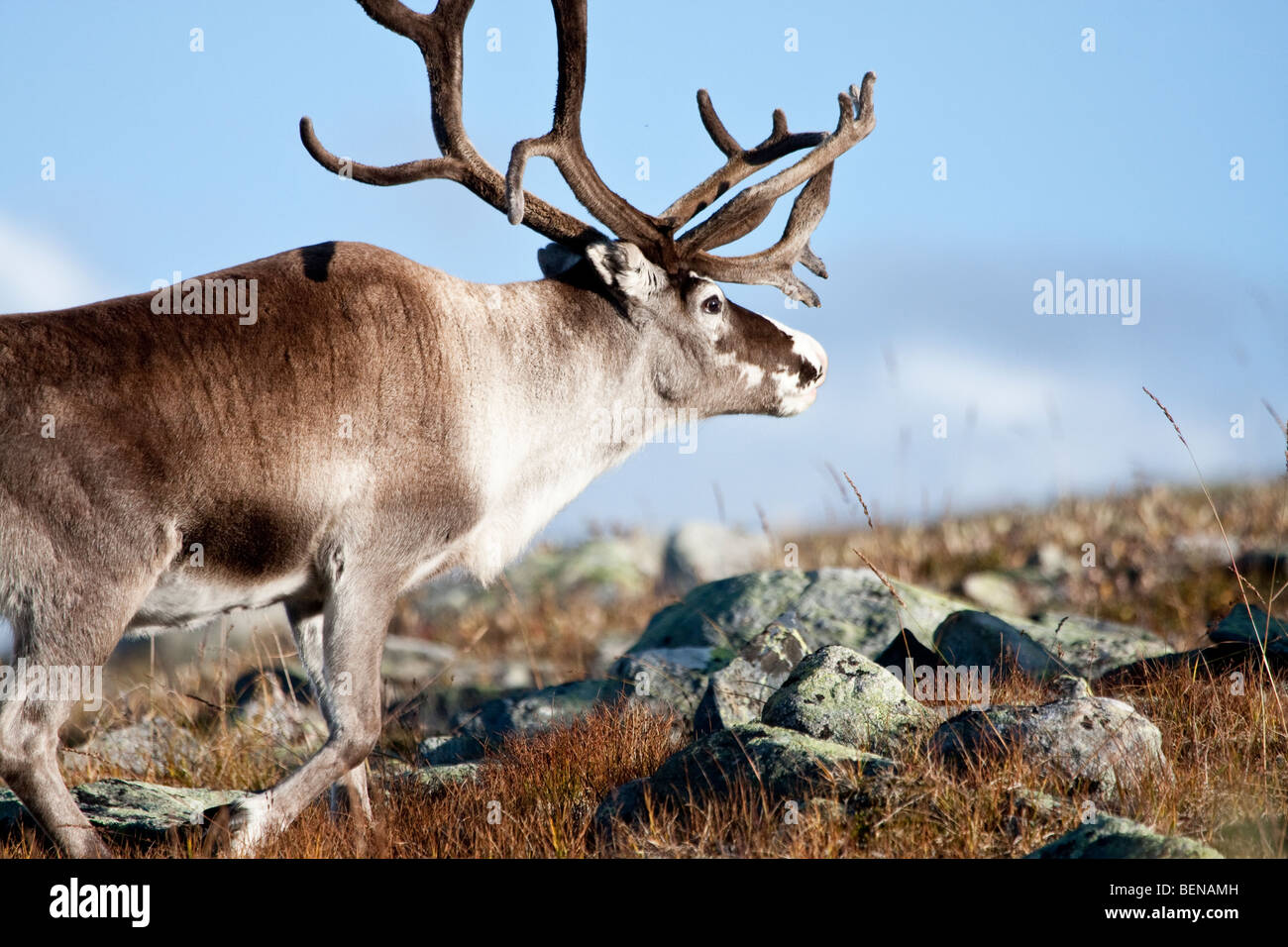 Sarek National Park Stock Photo - Alamy
