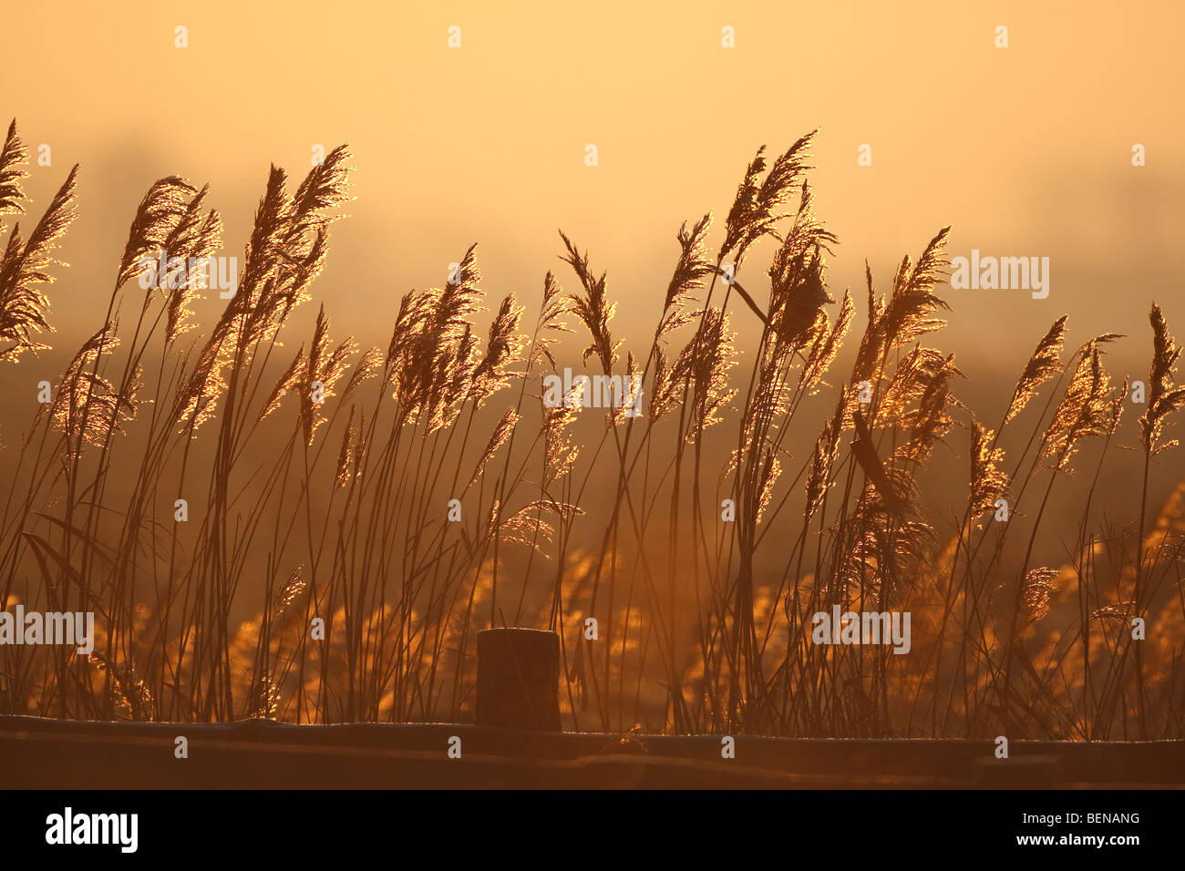 Reed fringe (Phragmites australis) at sunrise, Belgium Stock Photo - Alamy