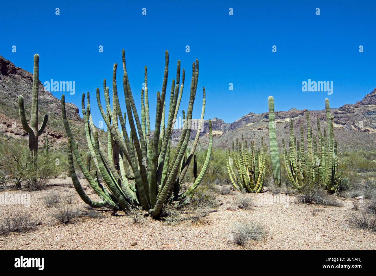 Organ pipe cacti (Stenocereus thurberi) in the Sonoran desert, Organ ...