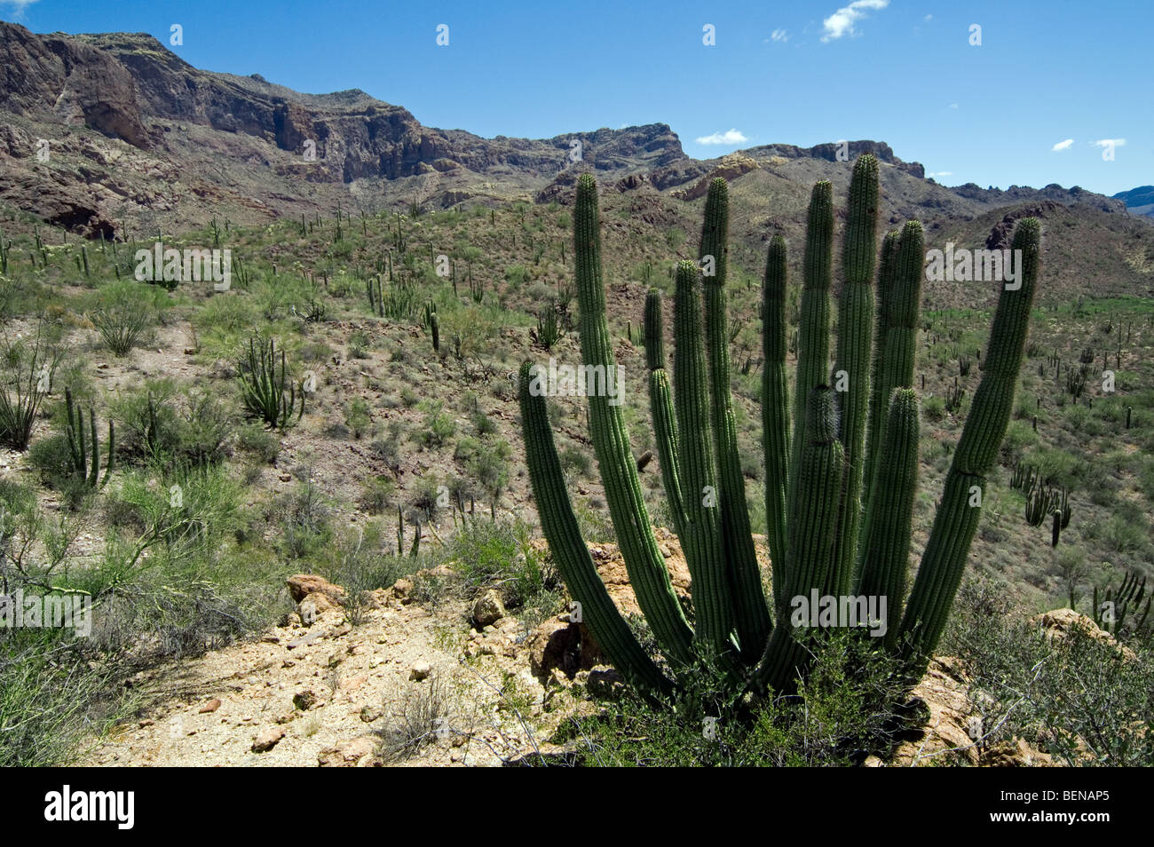 Organ pipe cacti (Stenocereus thurberi) in the Sonoran desert, Organ ...