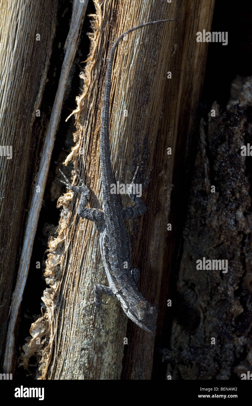 Ornate tree lizard (Urosaurus ornatus) in the Sonoran desert, Organ ...