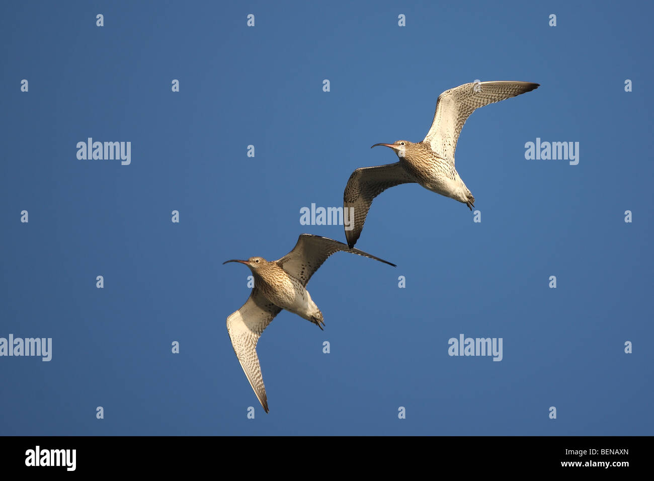 Flying curlew uk hi-res stock photography and images - Alamy