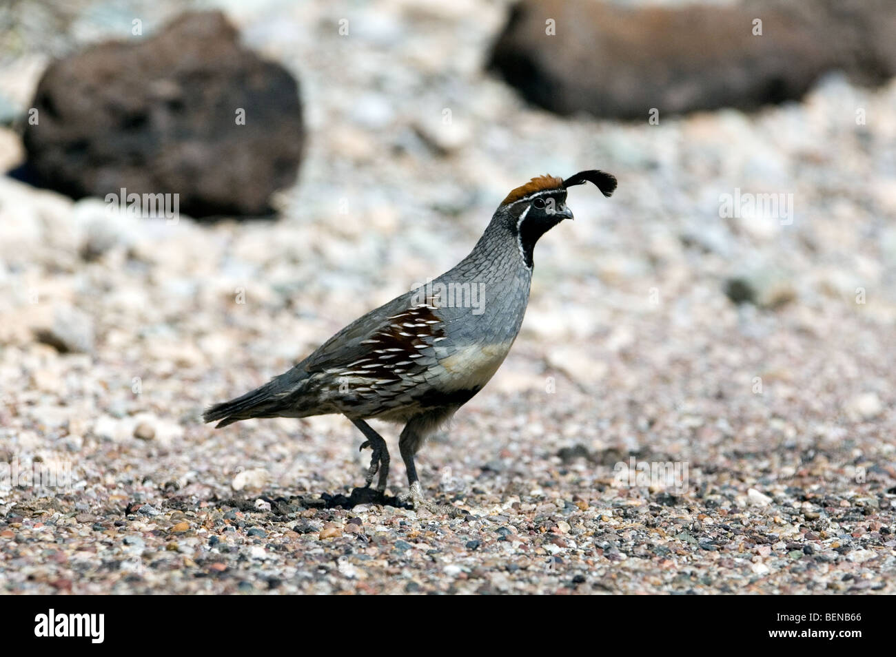 Quail pipe High Resolution Stock Photography and Images - Alamy