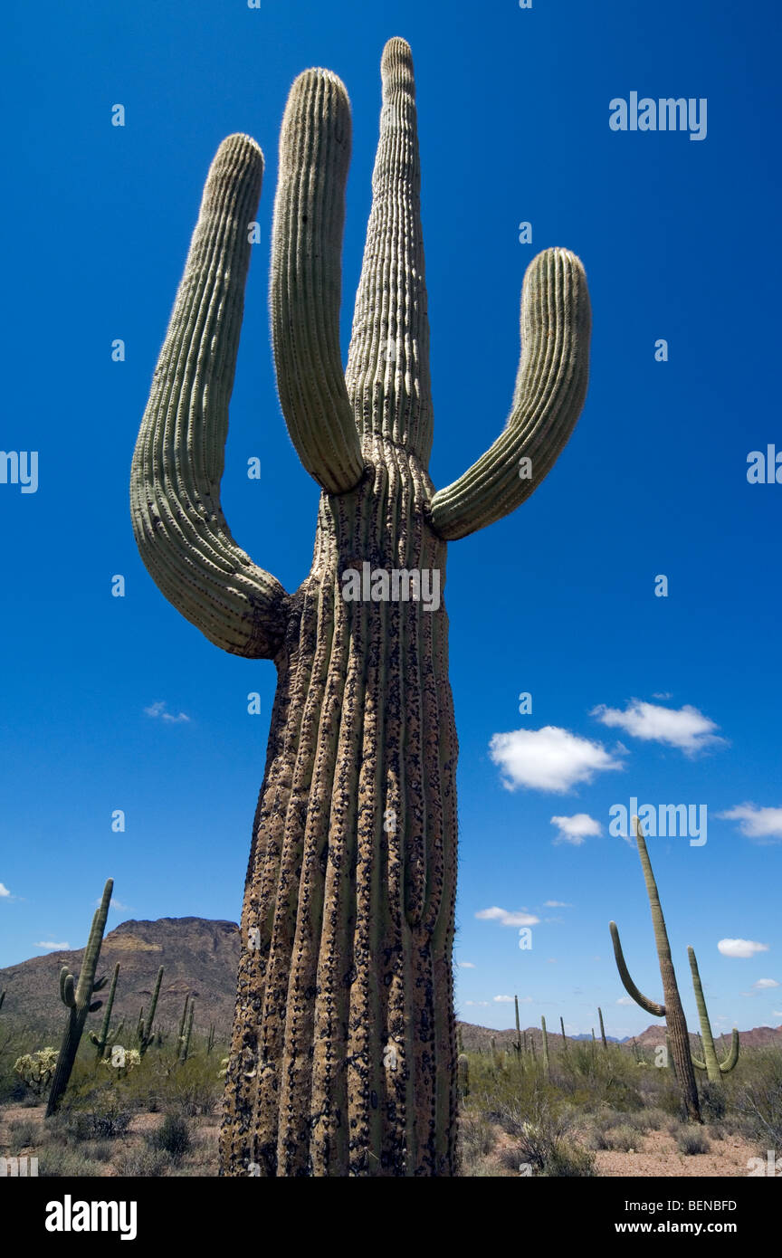 Saguaro cactus (Carnegiea gigantea) in the Sonoran desert, Organ Pipe ...