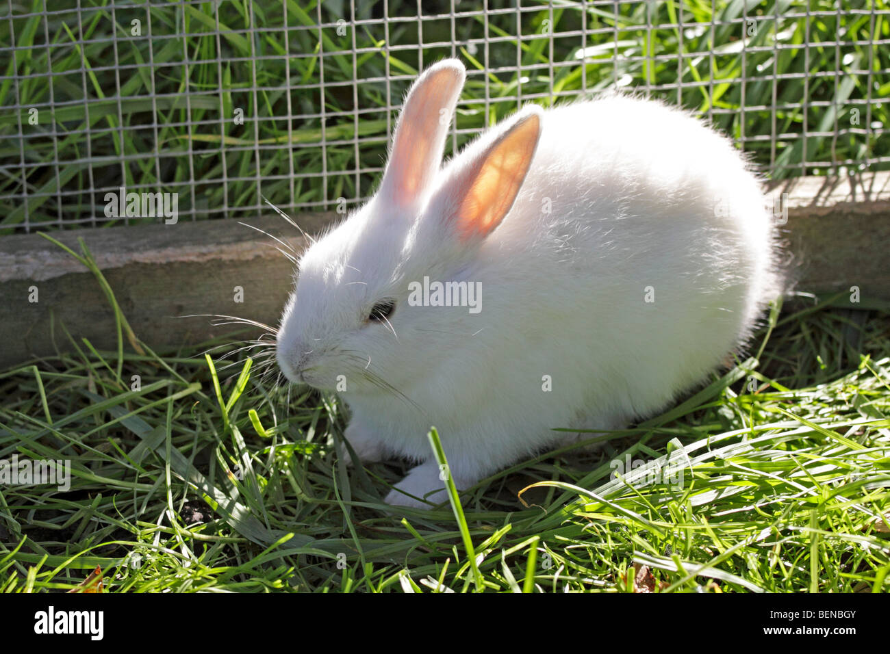 Rabbit hutch hi-res stock photography and images - Alamy