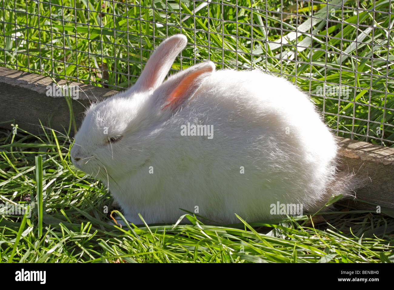 Rabbit cub hi-res stock photography and images - Alamy