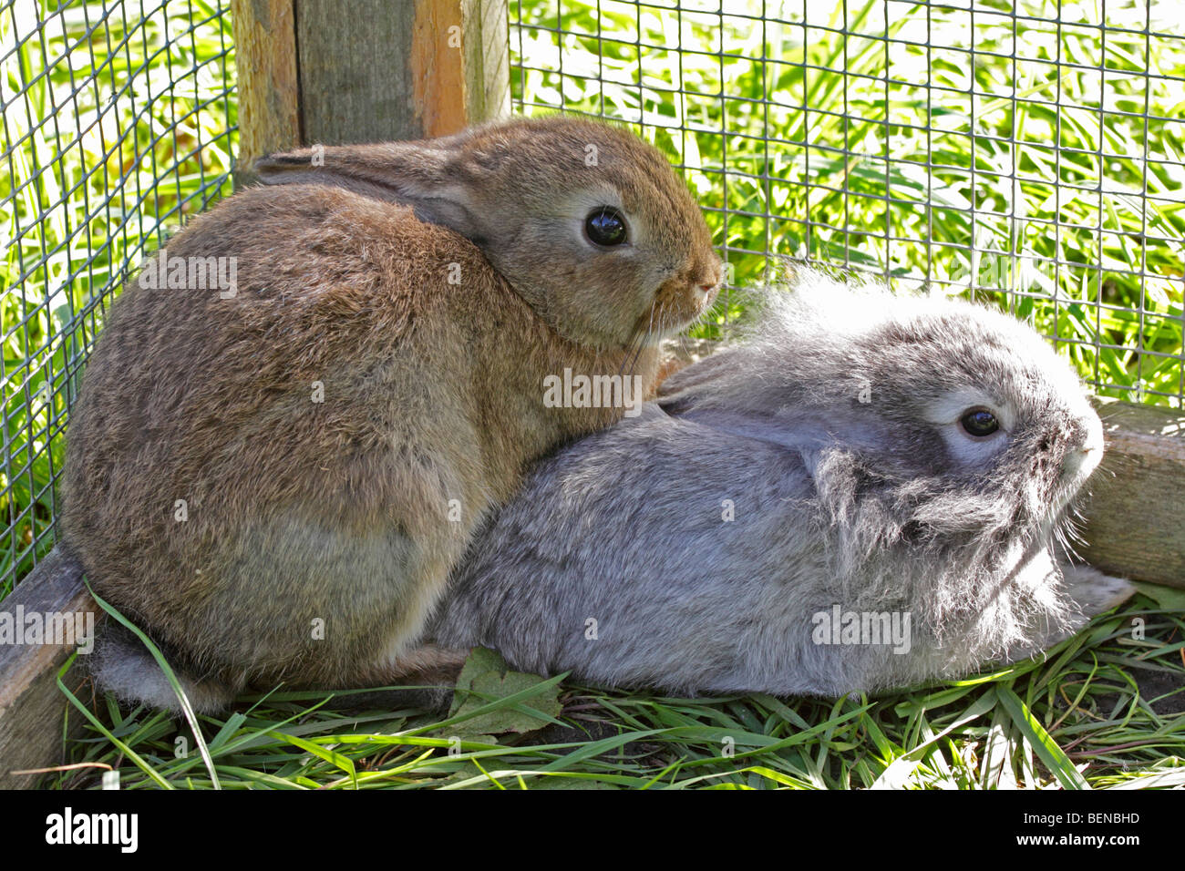 Young rabbits hi-res stock photography and images - Alamy
