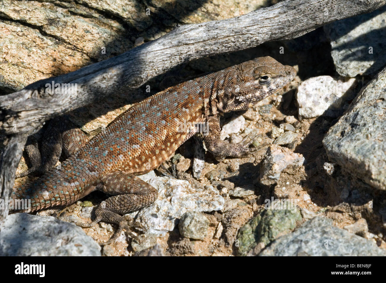 Side Blotched Lizard Juvenile