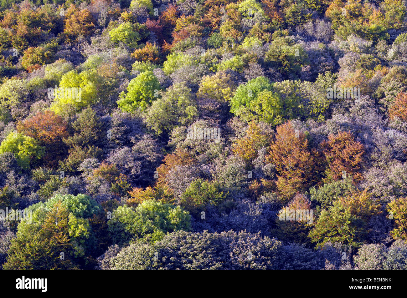 Autumn fall colors on trees in Scotland Stock Photo - Alamy