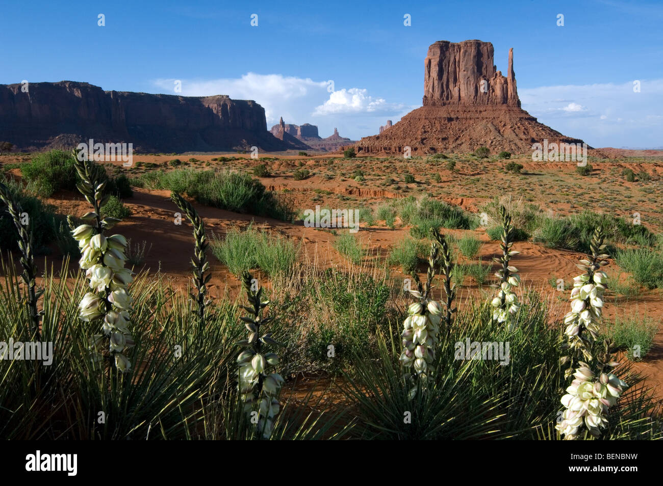 Yucca angustifolia hi-res stock photography and images - Alamy