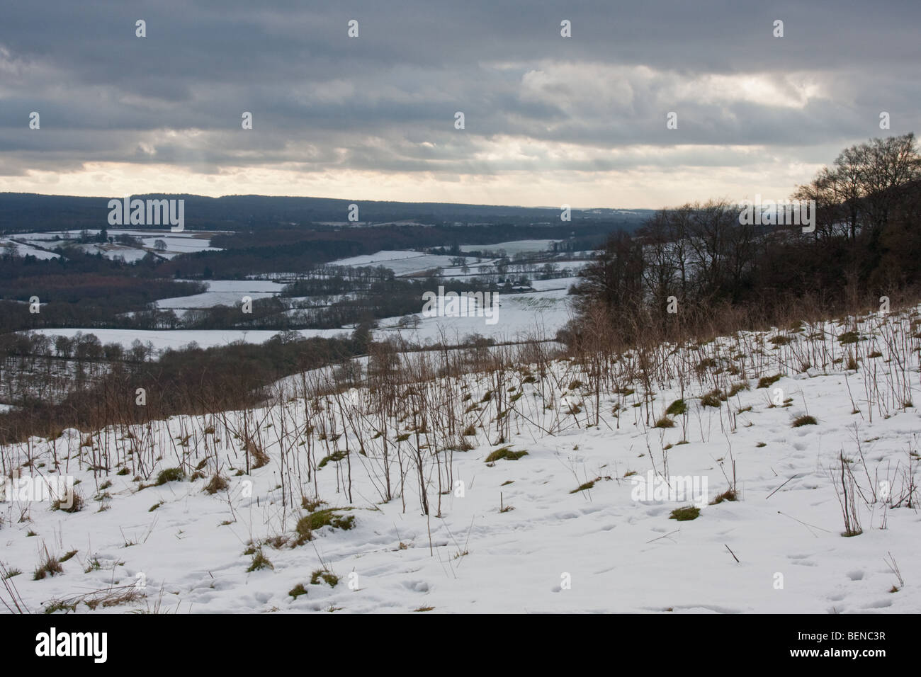 Ranmore Common, Surrey in February 2009 Stock Photo - Alamy