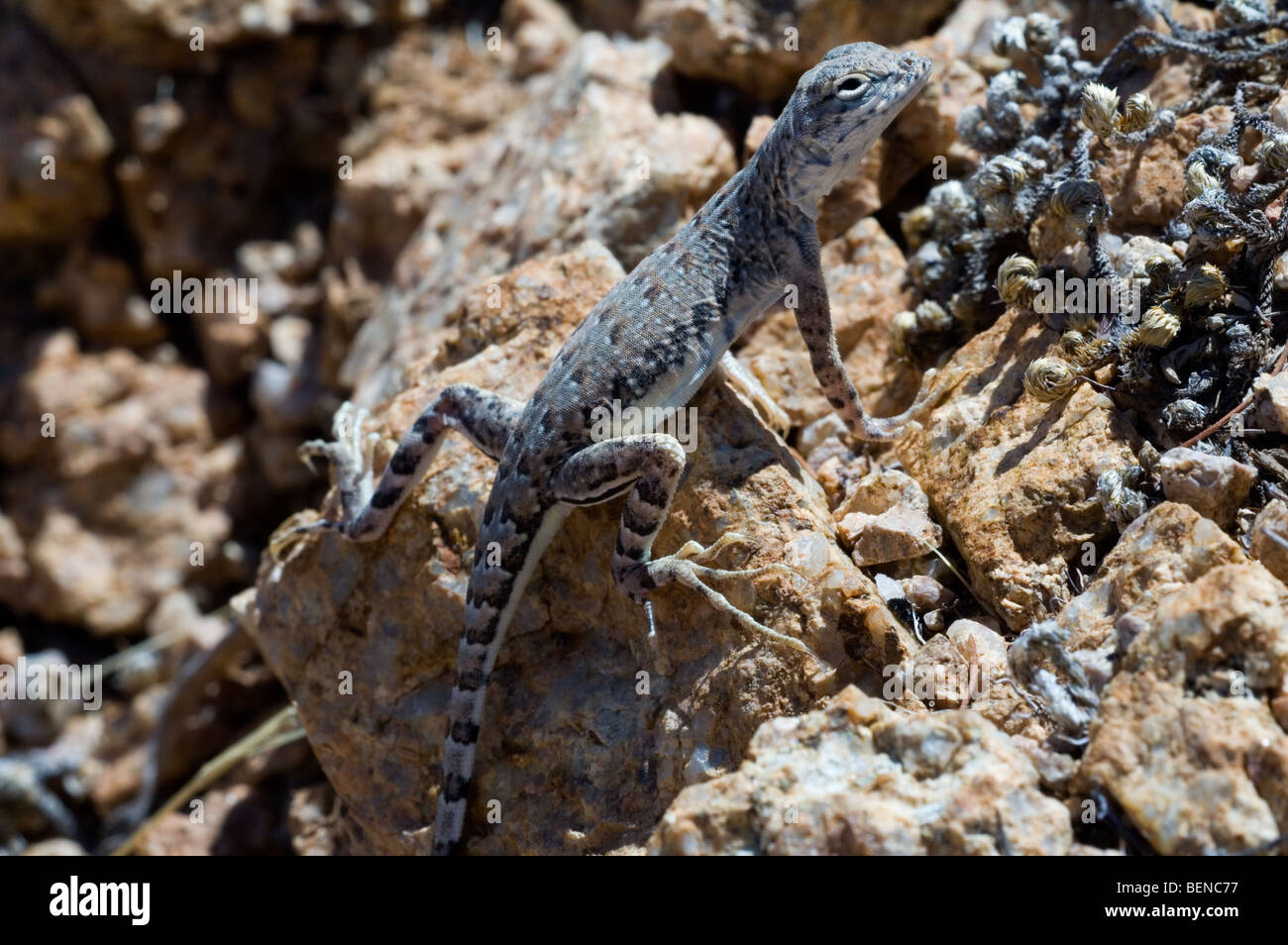Common zebra-tailed lizard (Callisaurus draconoides) sunbathing on rock ...