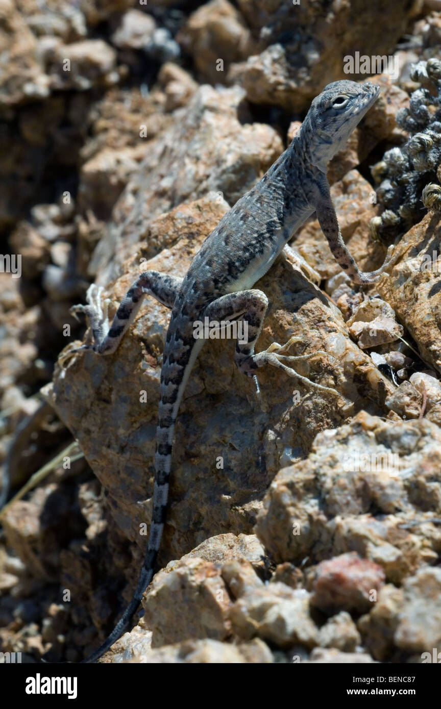Common zebra-tailed lizard (Callisaurus draconoides) sunbathing on rock ...