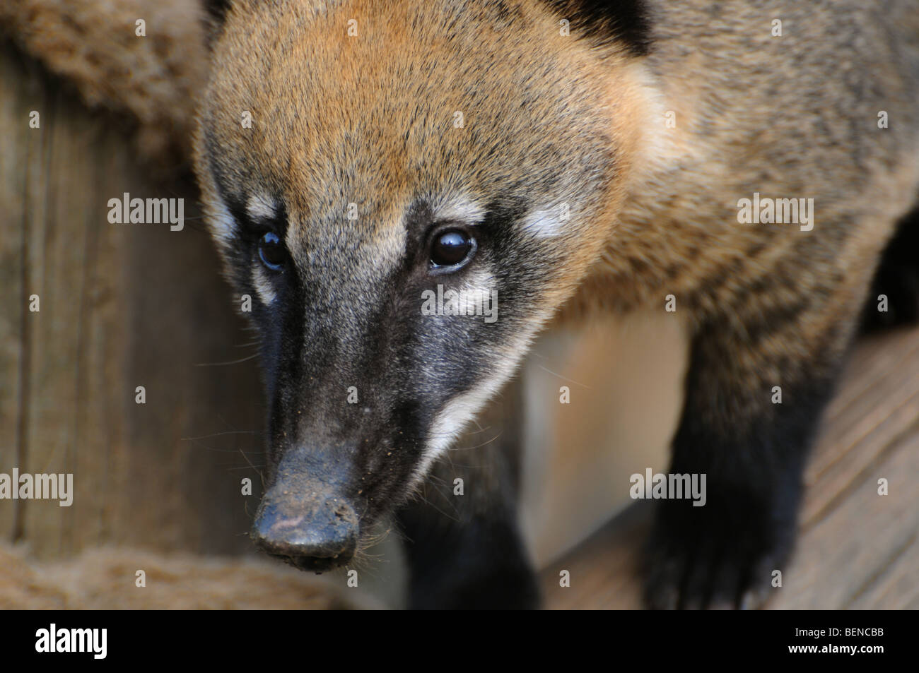 Nasua nasua hi-res stock photography and images - Alamy
