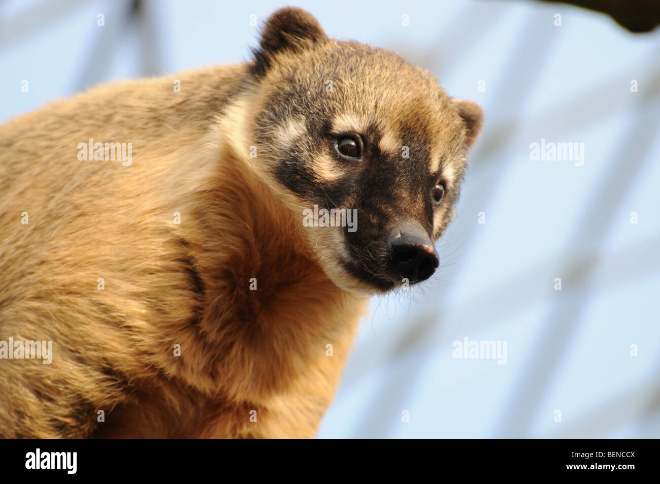 Ring-tailed coati (nasua nasua Stock Photo - Alamy