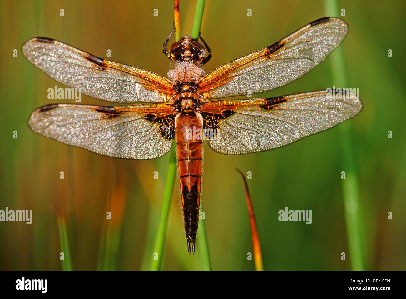 Four spotted libellula dragonfly / Four-spotted Chaser (Libellula ...