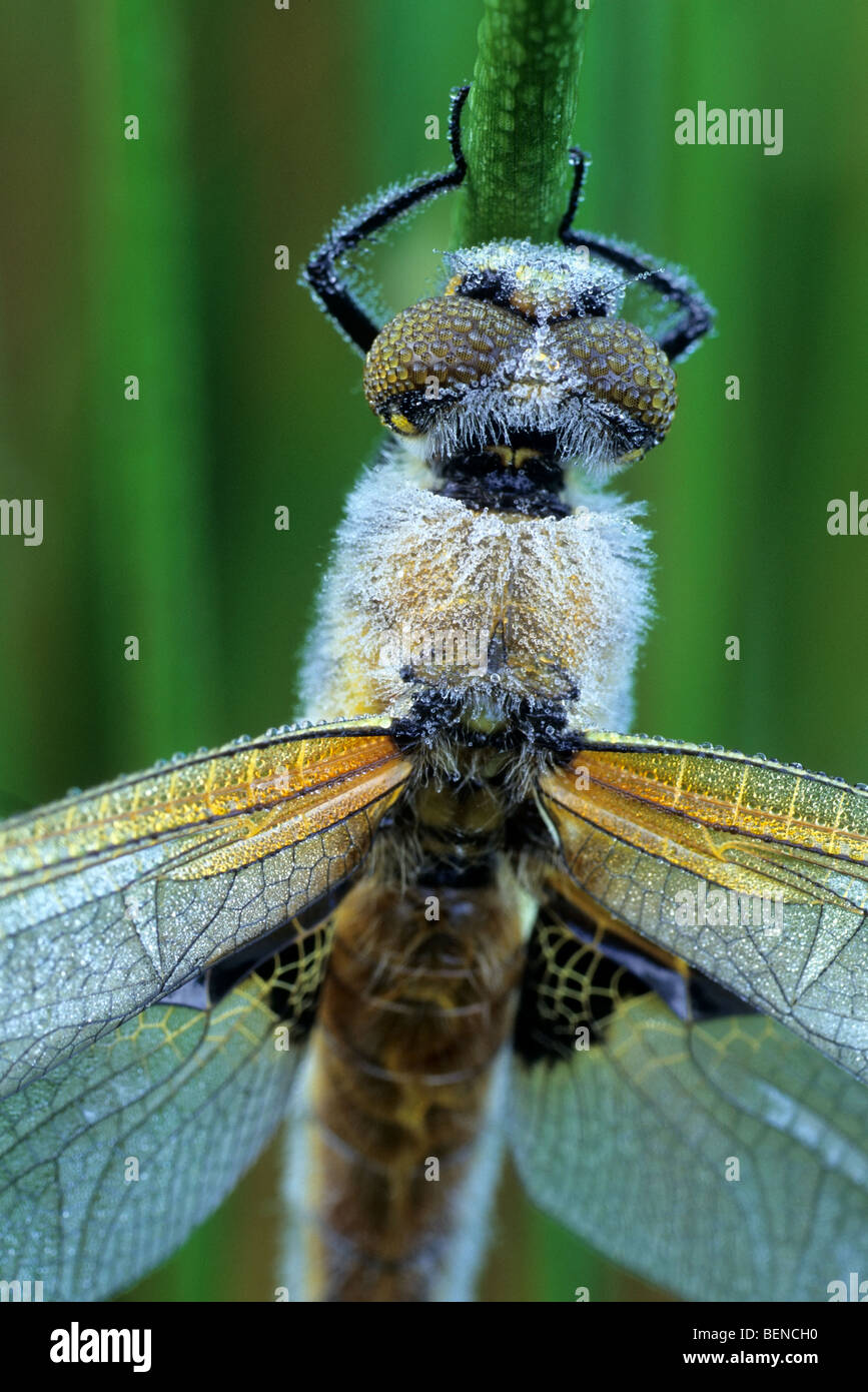 Four spotted libellula dragonfly / Four-spotted Chaser (Libellula ...