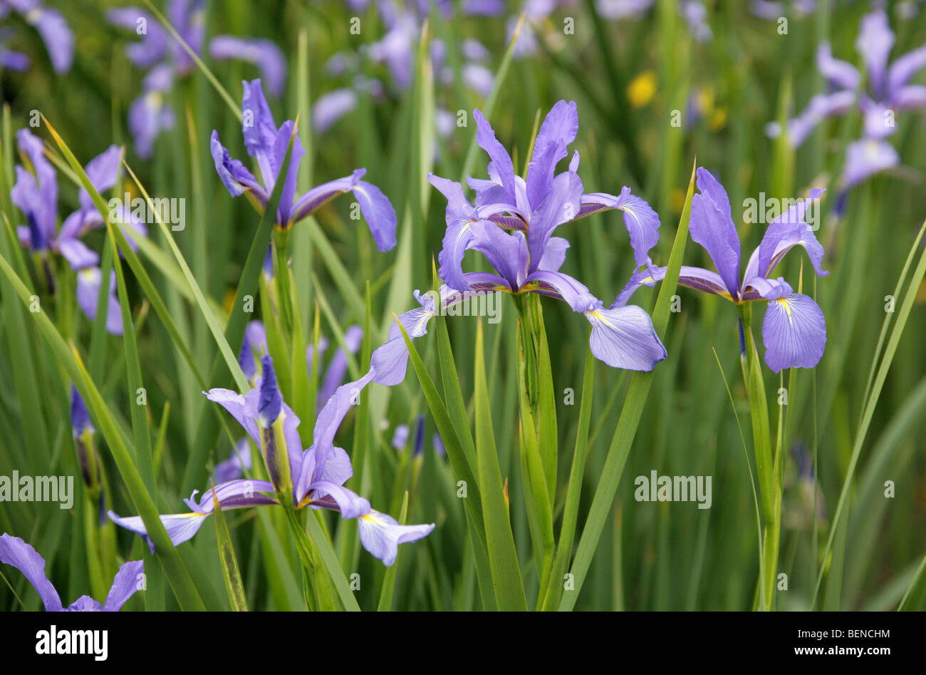 Blue Iris, Iris spuria subsp. notha, Iridaceae, Northern Caucasus Stock ...