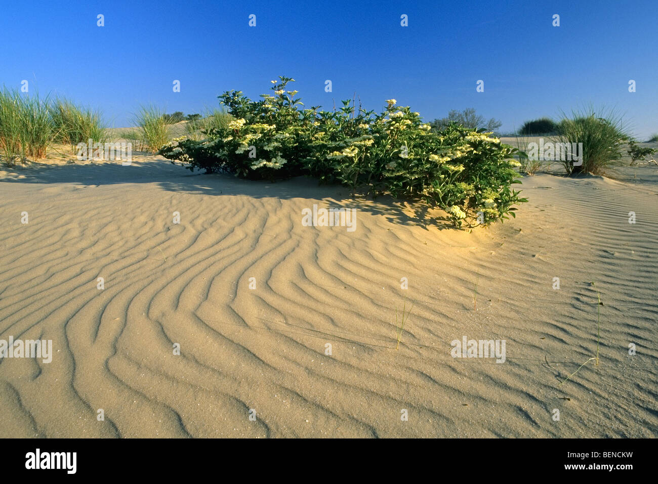 Common elder tree (Sambucus nigra) in flower in the dunes, De Westhoek ...