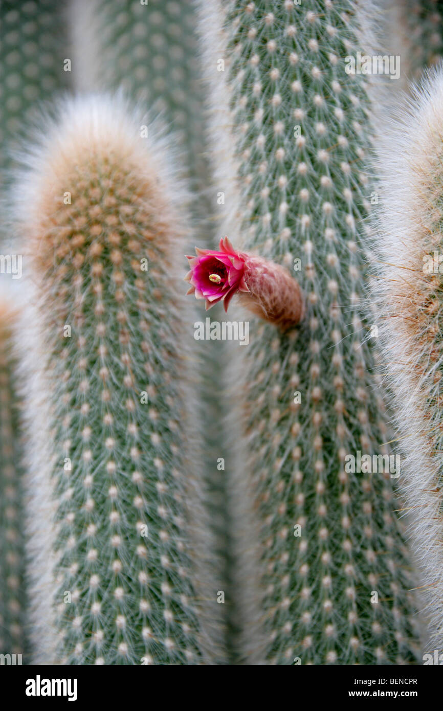 Silver Torch or Wooly Torch Cactus, Cleistocactus strausii, Cactaceae ...