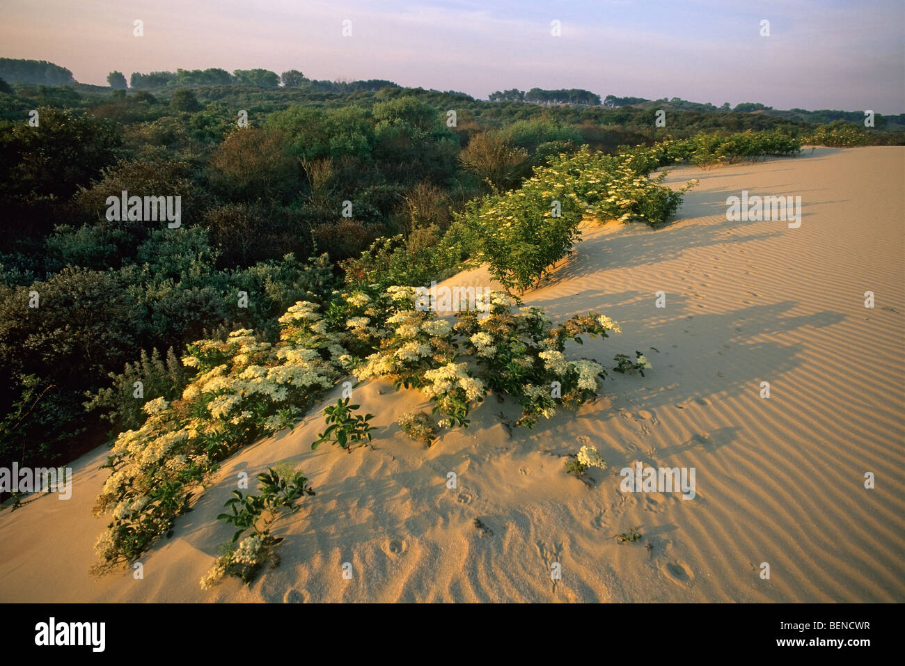 Common elder tree (Sambucus nigra) in flower in the dunes, De Westhoek ...
