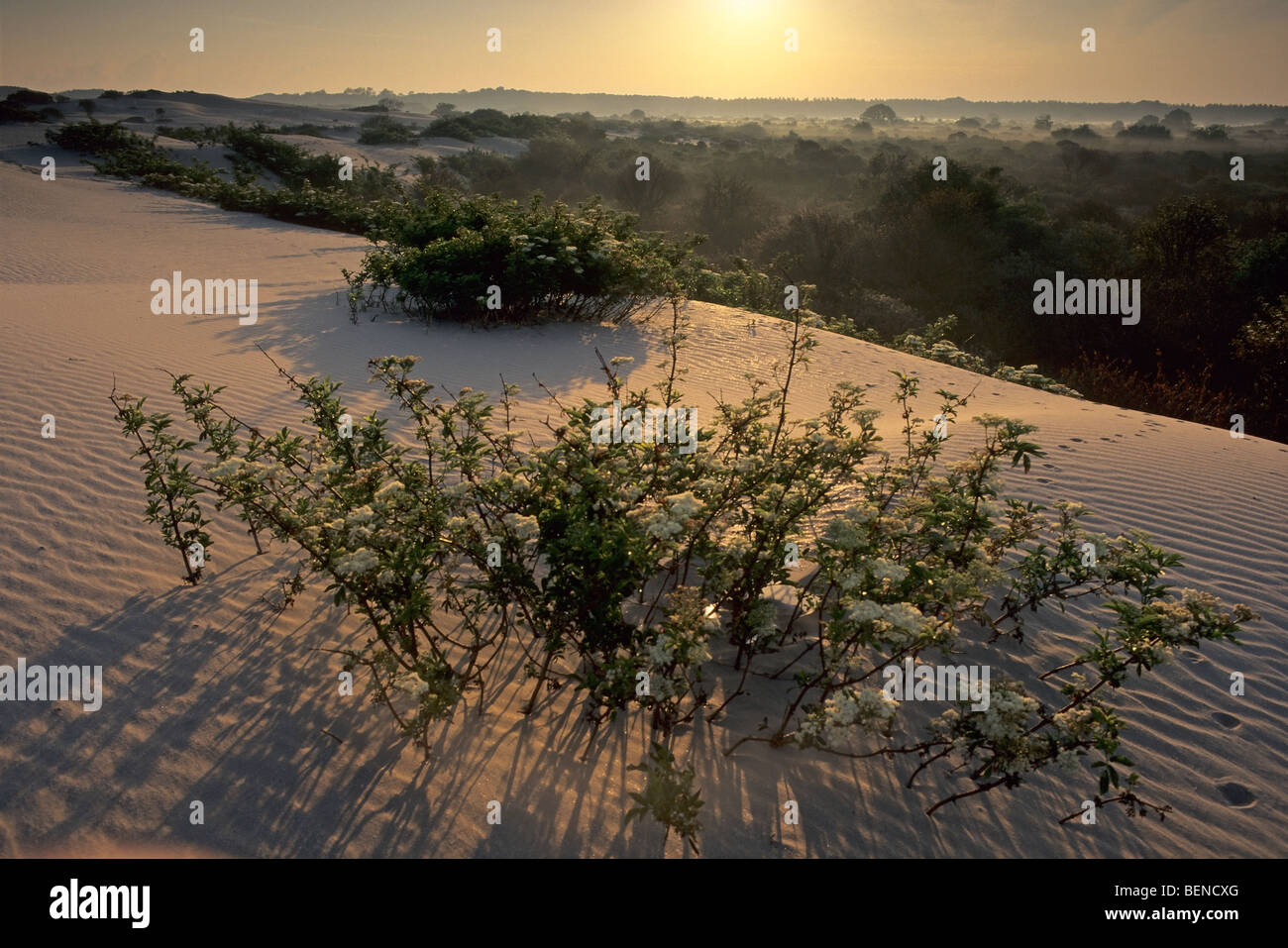 Sunrise and common elder trees (Sambucus nigra) in flower in the dunes ...