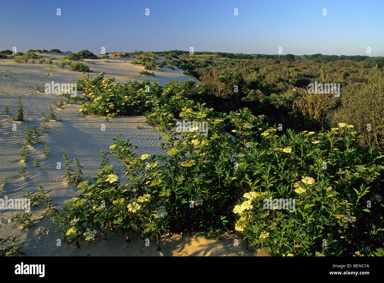 Common elder tree (Sambucus nigra) in flower in the dunes, De Westhoek ...