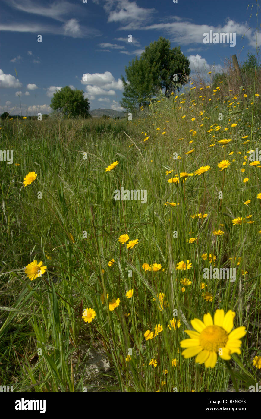 Paisaje flores hi-res stock photography and images - Alamy