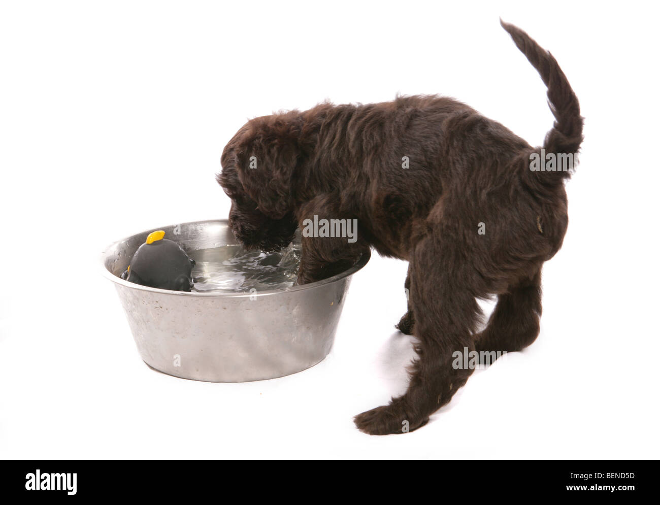 Portugese water dog hi-res stock photography and images - Alamy
