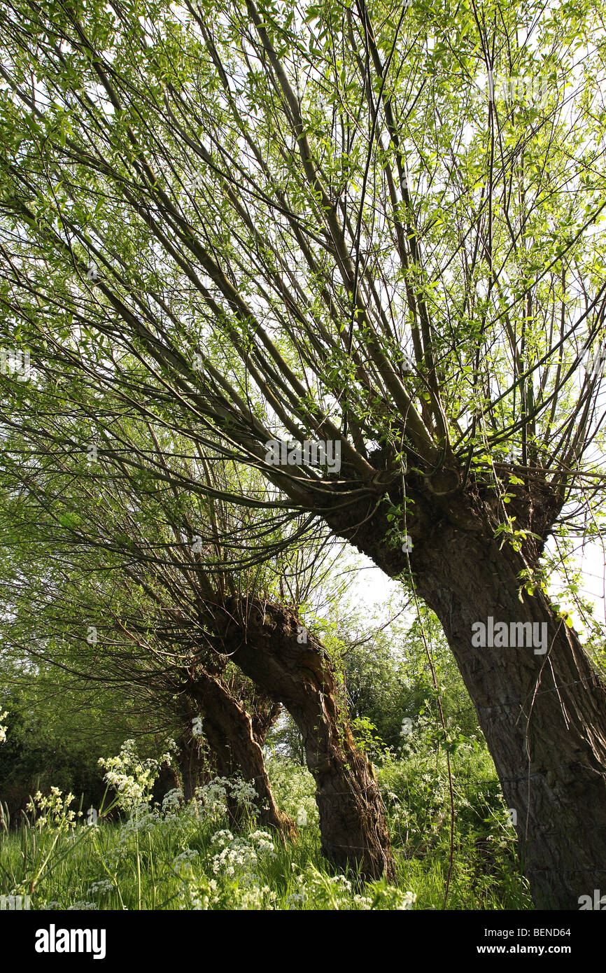 Row of Willow trees (Salix sp.), Belgium Stock Photo - Alamy