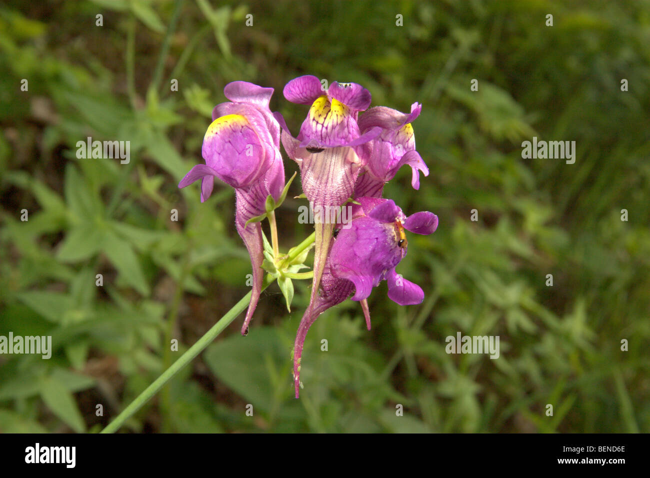 Flor de gallito hi-res stock photography and images - Alamy
