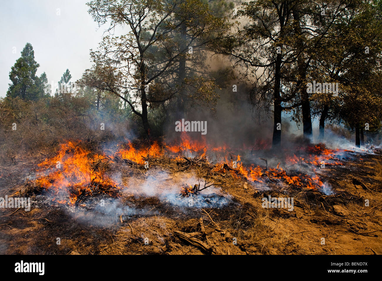 California Knight wildfire devastation in Stanislaus National Forest ...