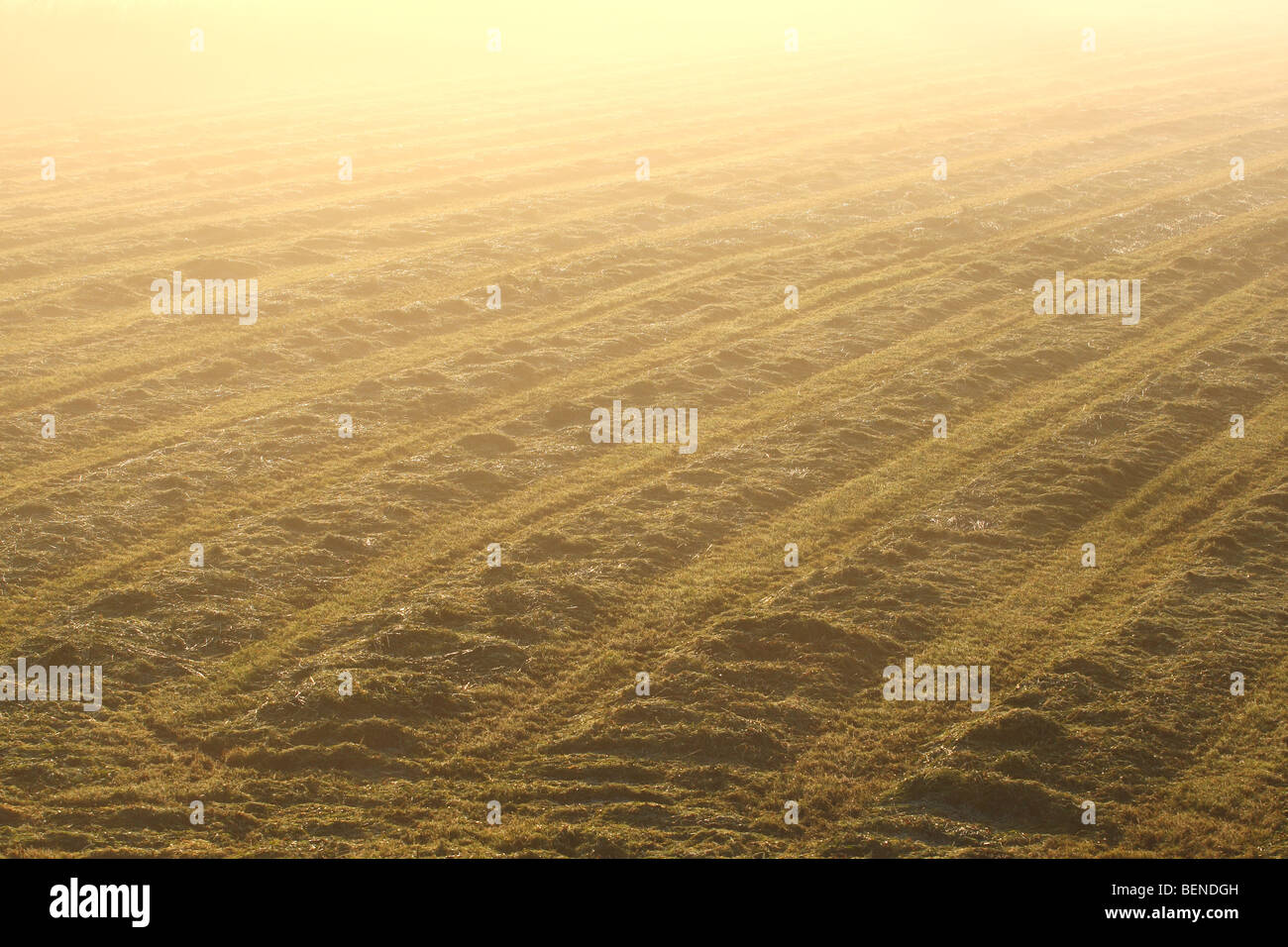 Mist field hi-res stock photography and images - Alamy