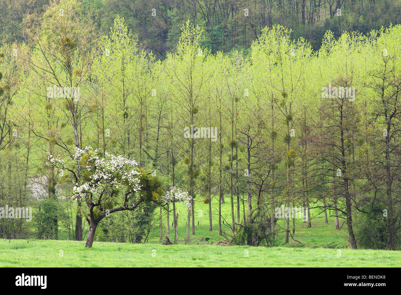 Bocage landscape with hedges and trees, Voeren, Belgium Stock Photo - Alamy