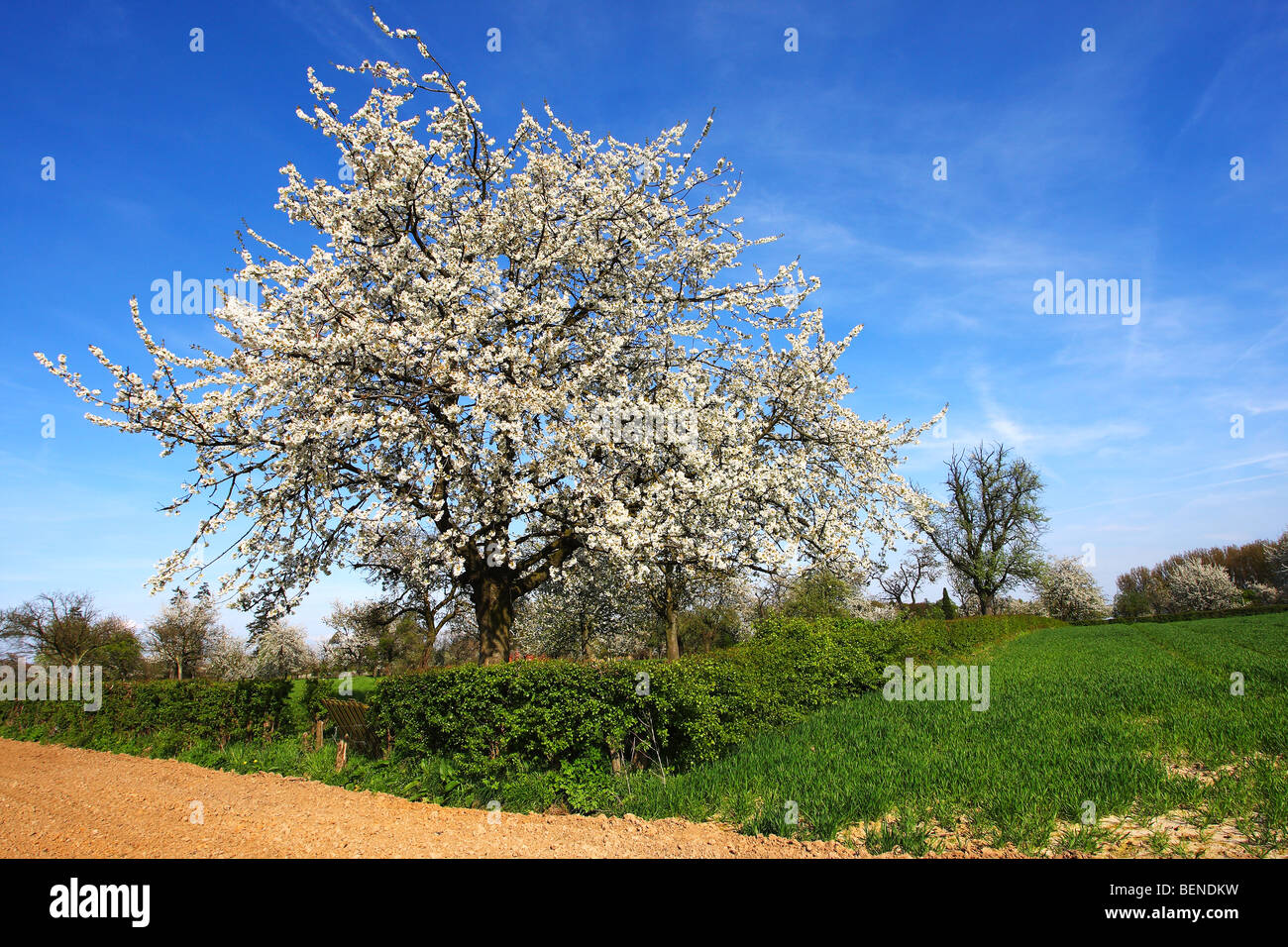 Flemish culture hi-res stock photography and images - Alamy
