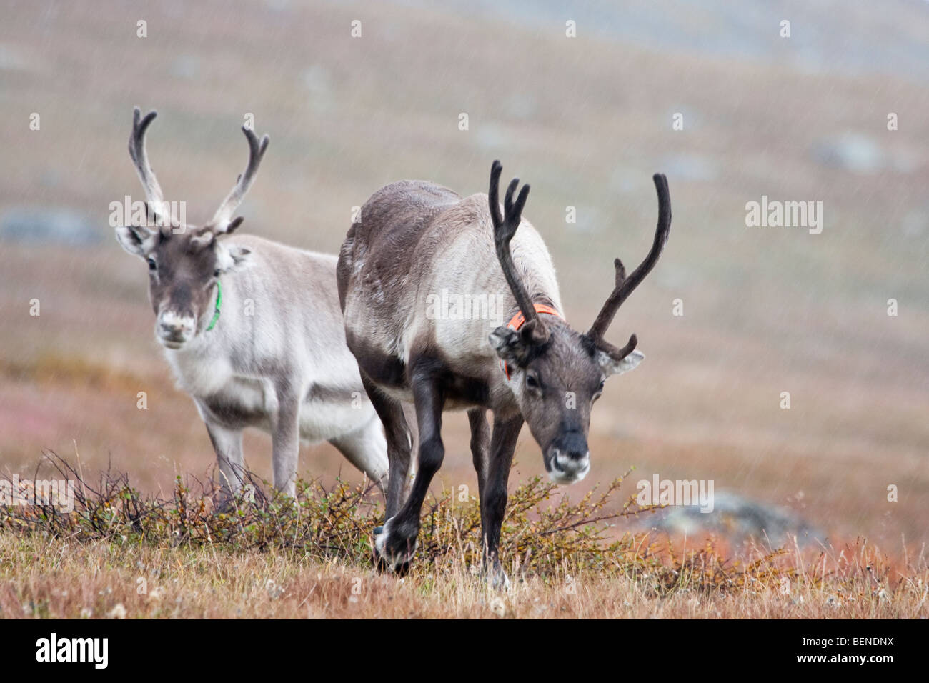 Sarek National Park Stock Photo - Alamy