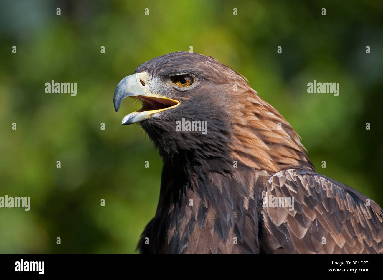 Close-up of a screaming Eagle Stock Photo - Alamy